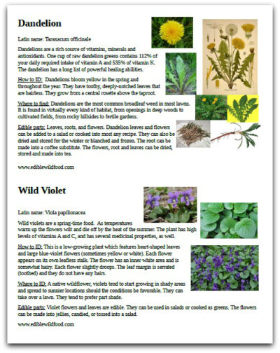 Wild Edible Plants – Red Beet Row
