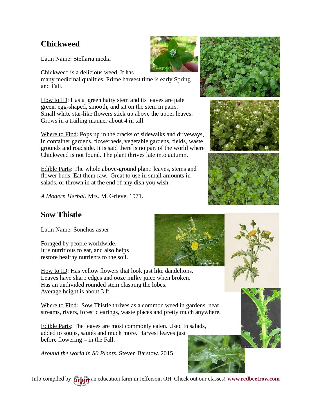 Wild Edible Plants – Red Beet Row