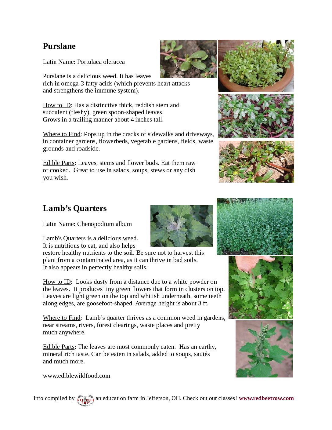 Wild Edible Plants – Red Beet Row